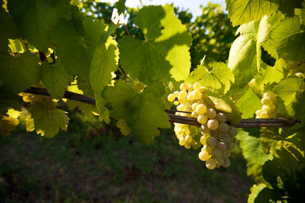 Falanghina - Mastroberardino